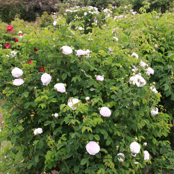 Historische Strauchrose - Rose 'Belle Isis' - rosa