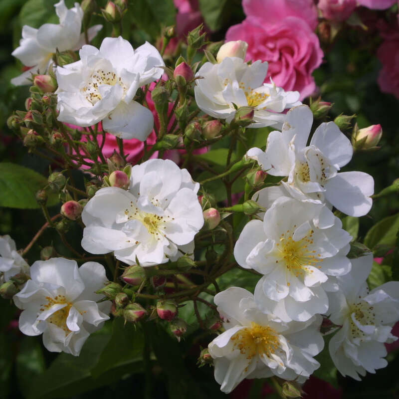 Ramblerrose - Rose 'Bobbie James' - weiß