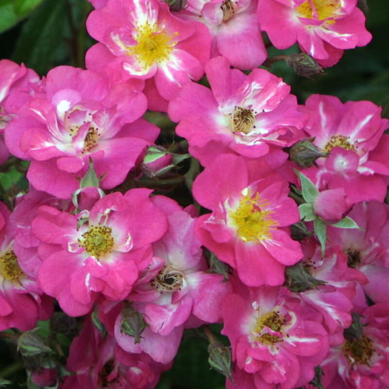 Historische Strauchrose - Rose 'Robin Hood' - rosa
