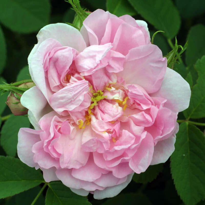 Historische Strauchrose - Rose 'Quatre Saisons' - rosa