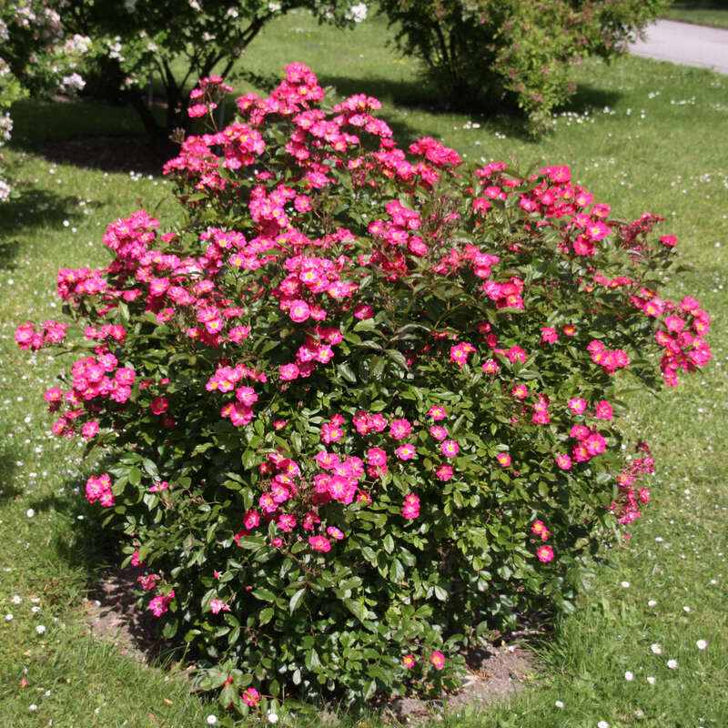 Historische Strauchrose - Rose 'Robin Hood' - rosa