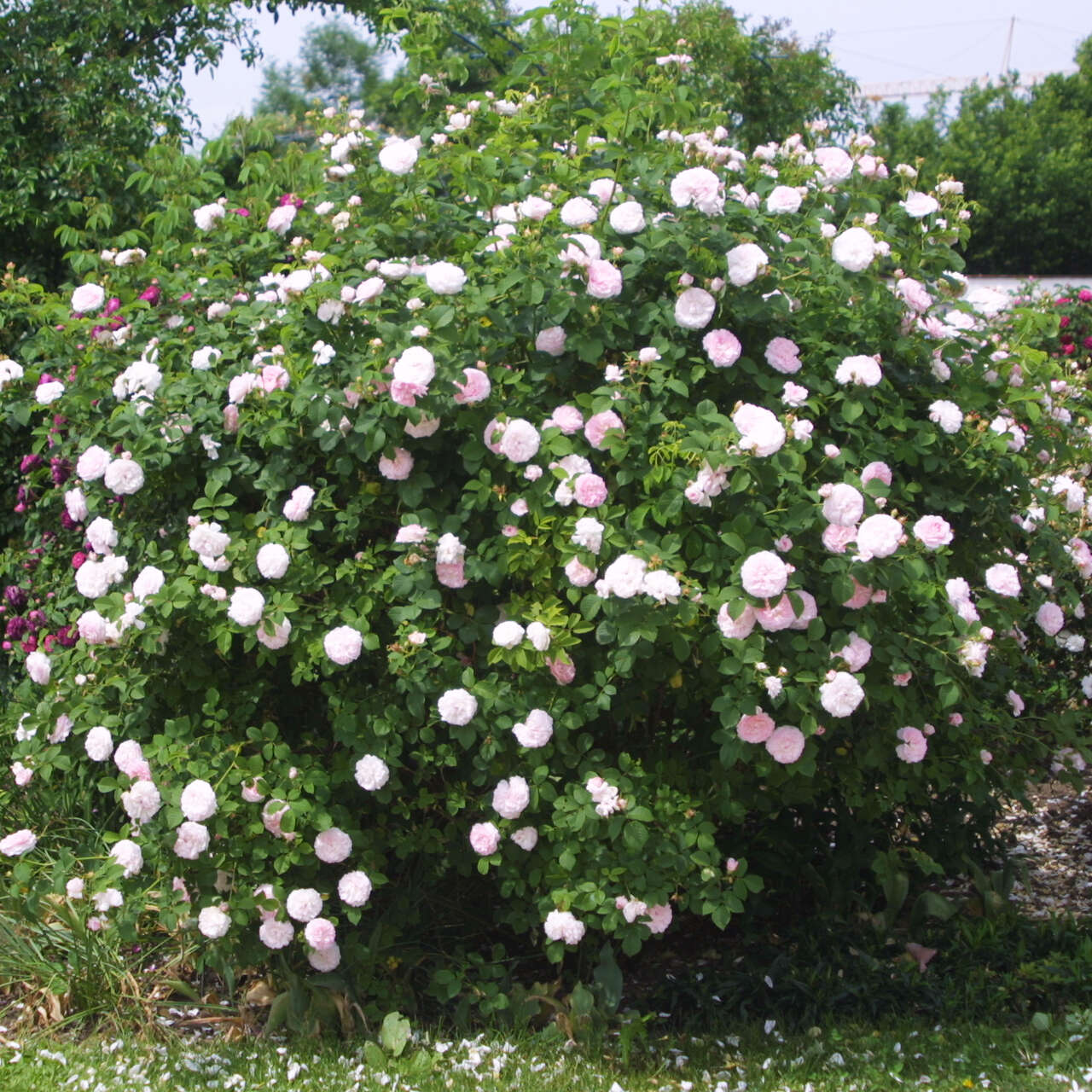 Historische Strauchrose - Rose 'Chloris' - rosa