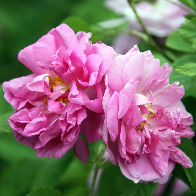 Historische Strauchrose - Rose 'Quatre Saisons' - rosa