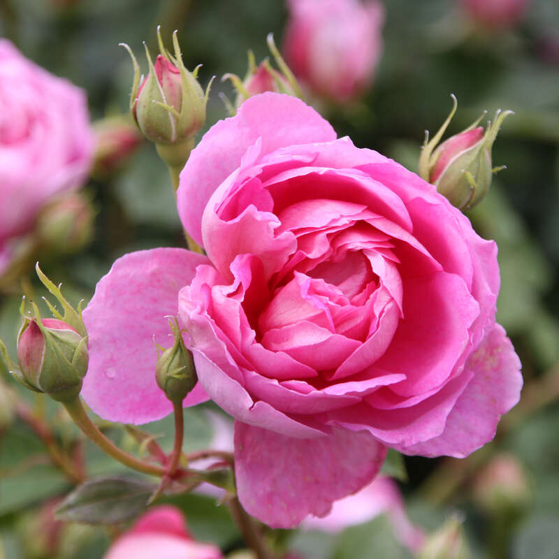 Englische Strauchrose - Rose 'The Ingenious Mr. Fairchild' - rosa