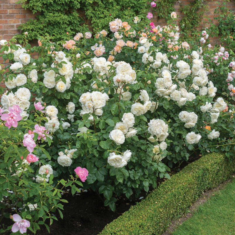 Englische Strauchrose - Rose 'Tranquility' - weiß