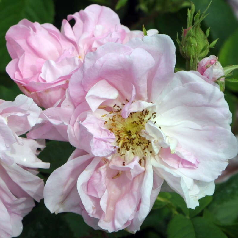 Historische Strauchrose - Rose 'Quatre Saisons' - rosa