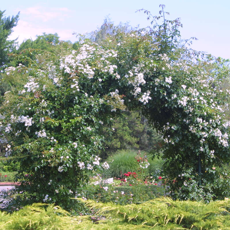 Ramblerrose - Rose 'Kiftsgate' - weiß