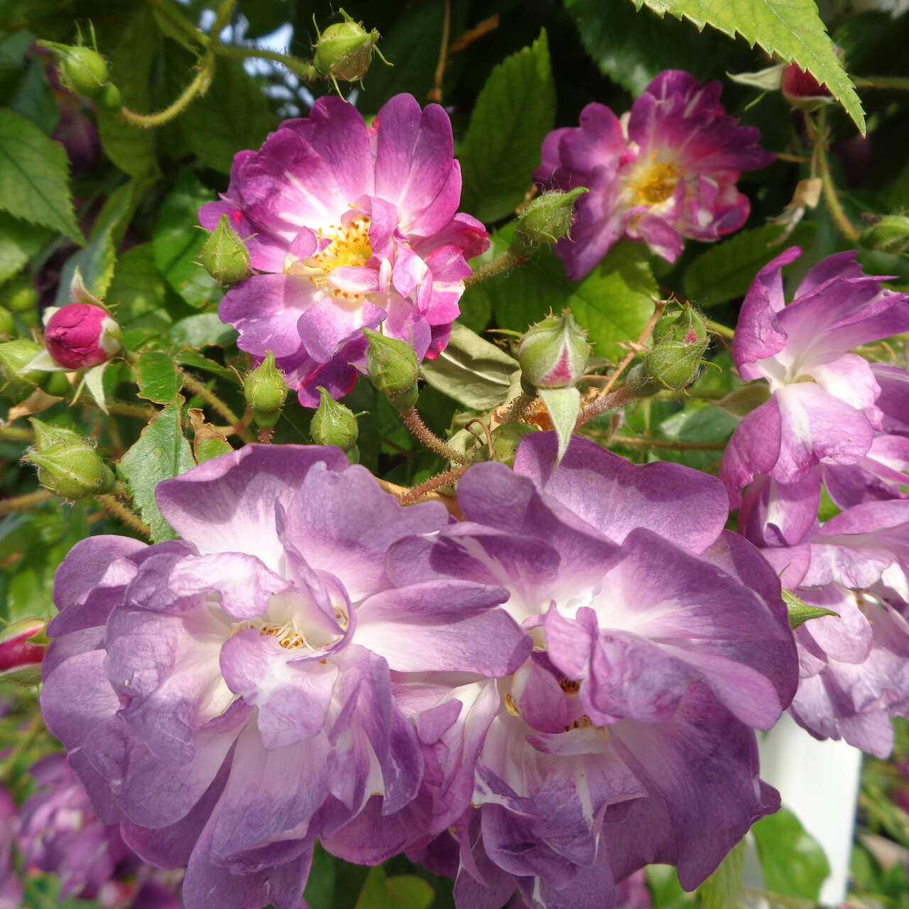 Ramblerrose (Rose 'Veilchenblau') blau kaufen | Praskac