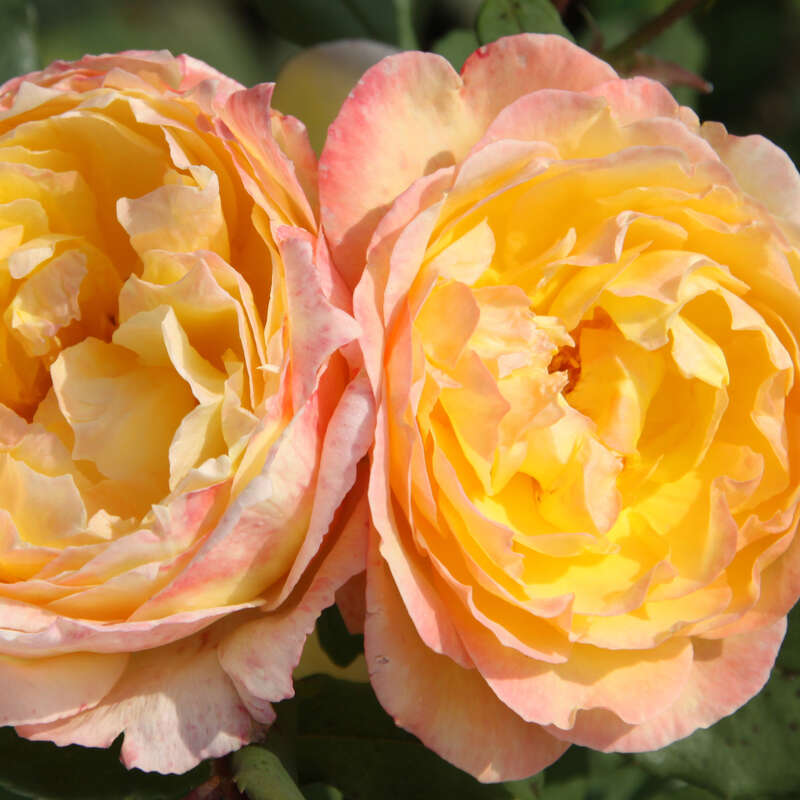 Englische Strauchrose - Rose 'Well Being' - gelb