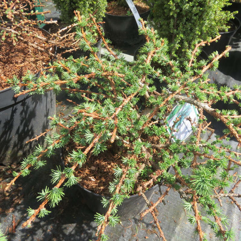 Zwerglärche - Larix kaempferi 'Blue Dwarf'
