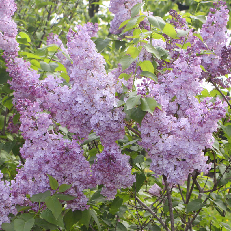 Edelflieder - einfachblühend - Syringa vulgaris 'Amethyst' - violett