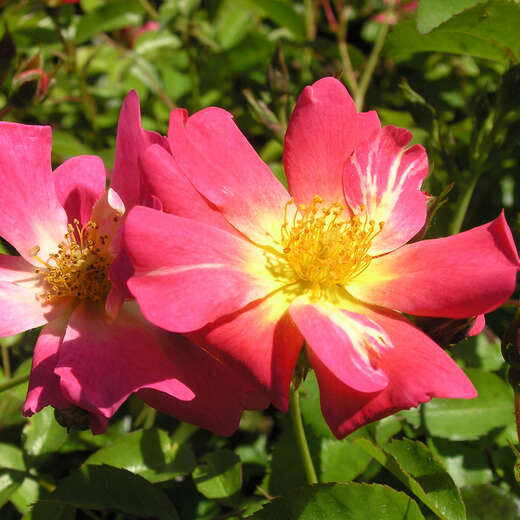 Bodendeckerrose - Rose 'Pink Double Knock Out' - rosa