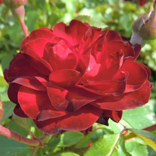 Historische Strauchrose - Rose 'Belle Isis' (gallica) - rosa