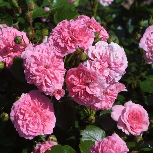 Beetrose, Bodendeckerrose - Rose 'Knock Out' - rosa