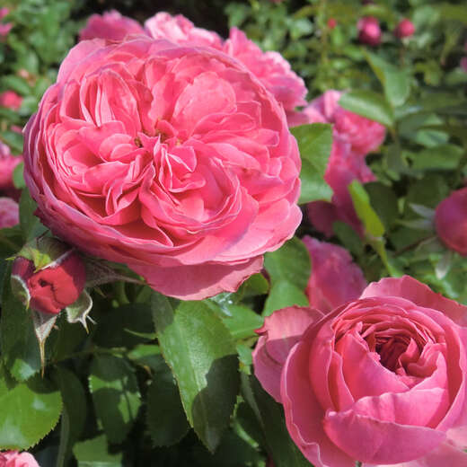 Historische Strauchrose - Rose 'Belle Isis' (gallica) - rosa