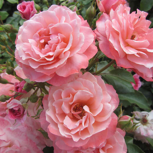 Bodendeckerrose - Rose 'Pink Knock Out' - rosa