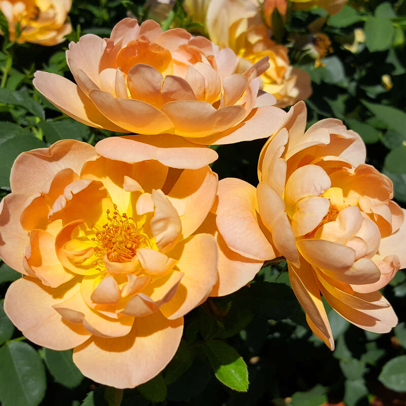 Englische Strauchrose - Rose 'The Lark Ascending' - lachs
