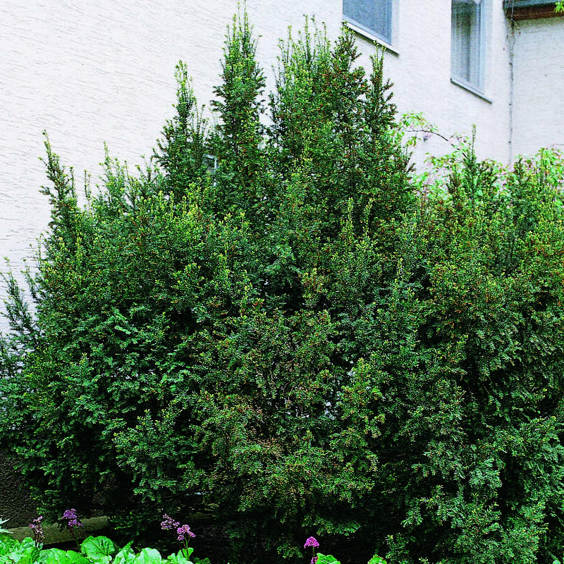 Breite Säuleneibe - Taxus baccata 'Erecta'