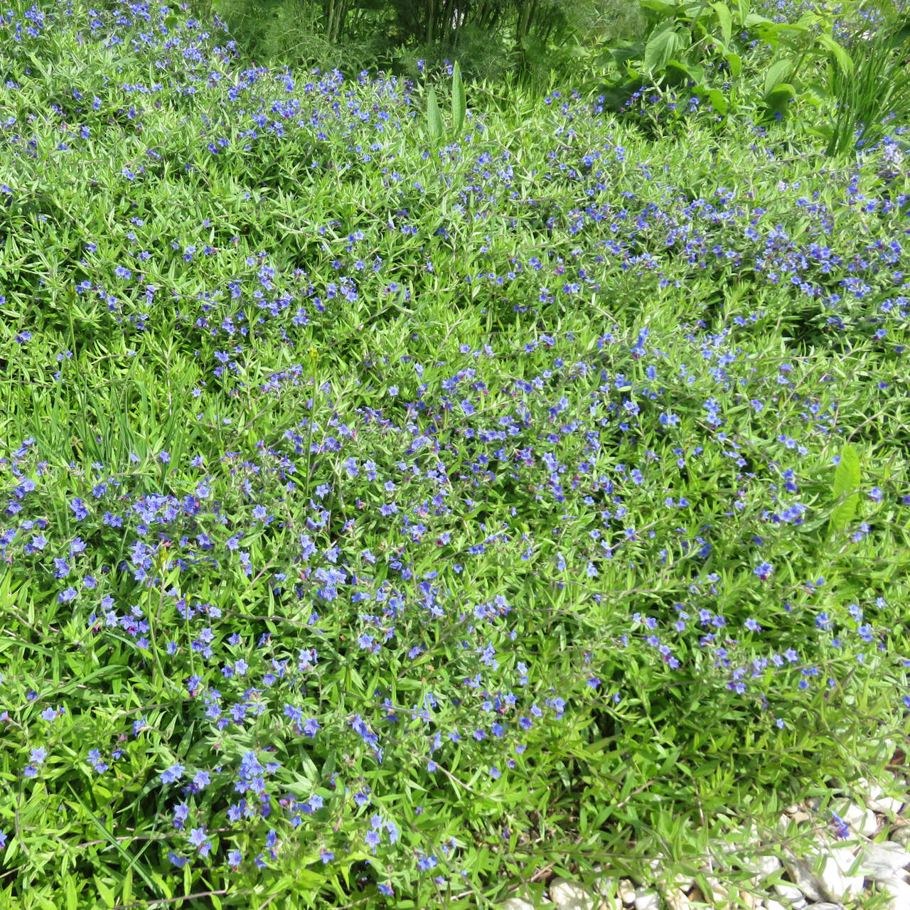 Steinsame (Buglossoides purpurocaerulea) blau kaufen | Praskac