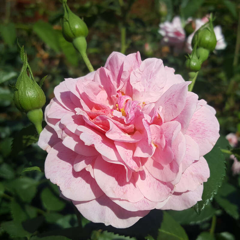 Kletterrose - Rose 'Camelot' - rosa