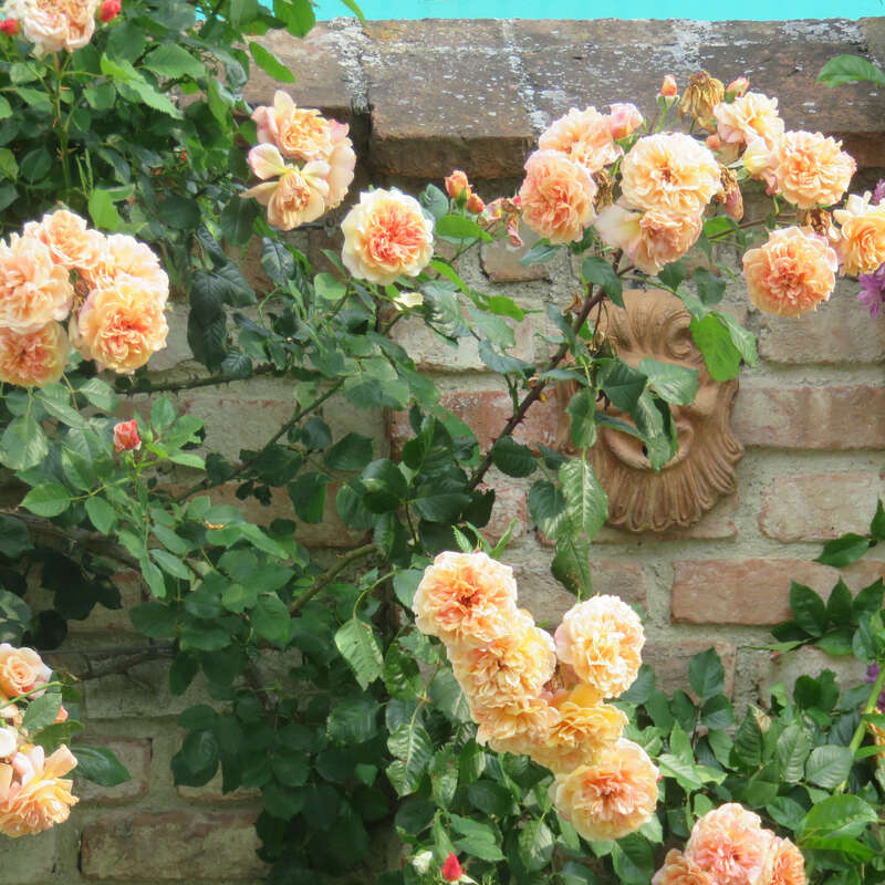 Kletterrose - Rose 'Aloha' - orange