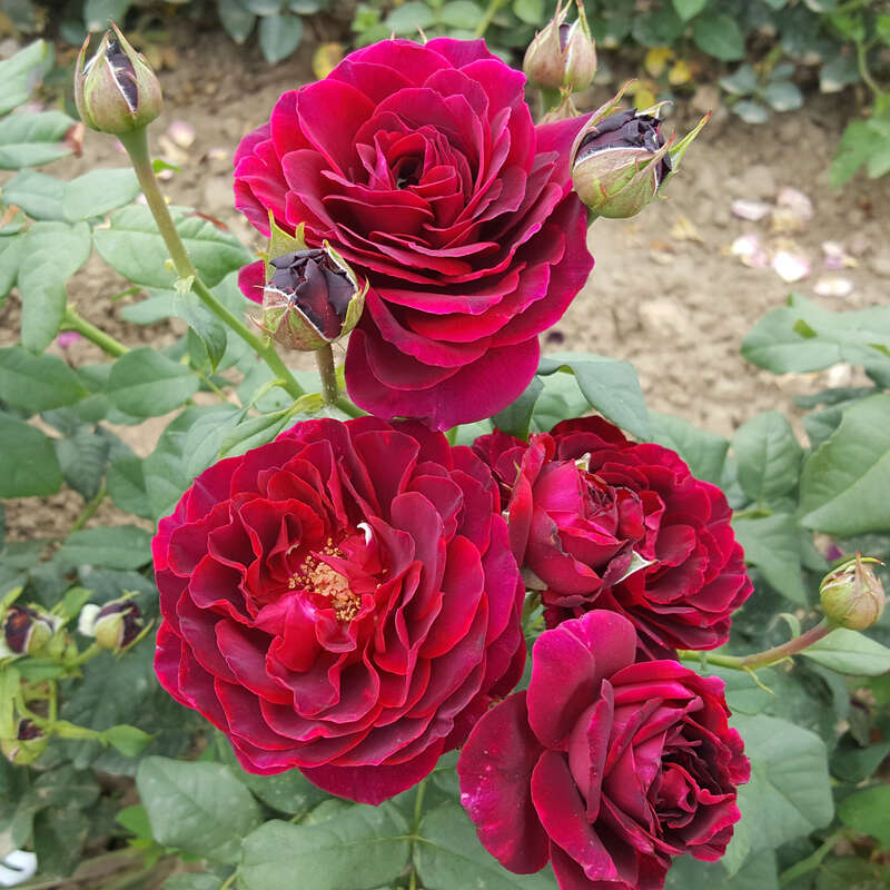 Strauchrose - Rose 'Astrid Gräfin von Hardenberg' - rot