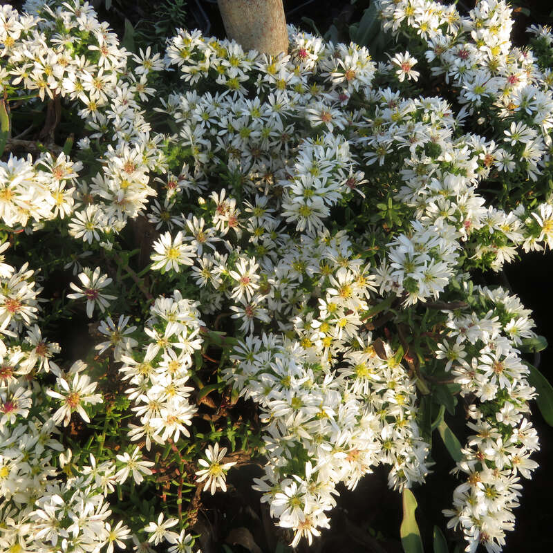 Aster - Aster ericoides 'Snowflurry' - weiß