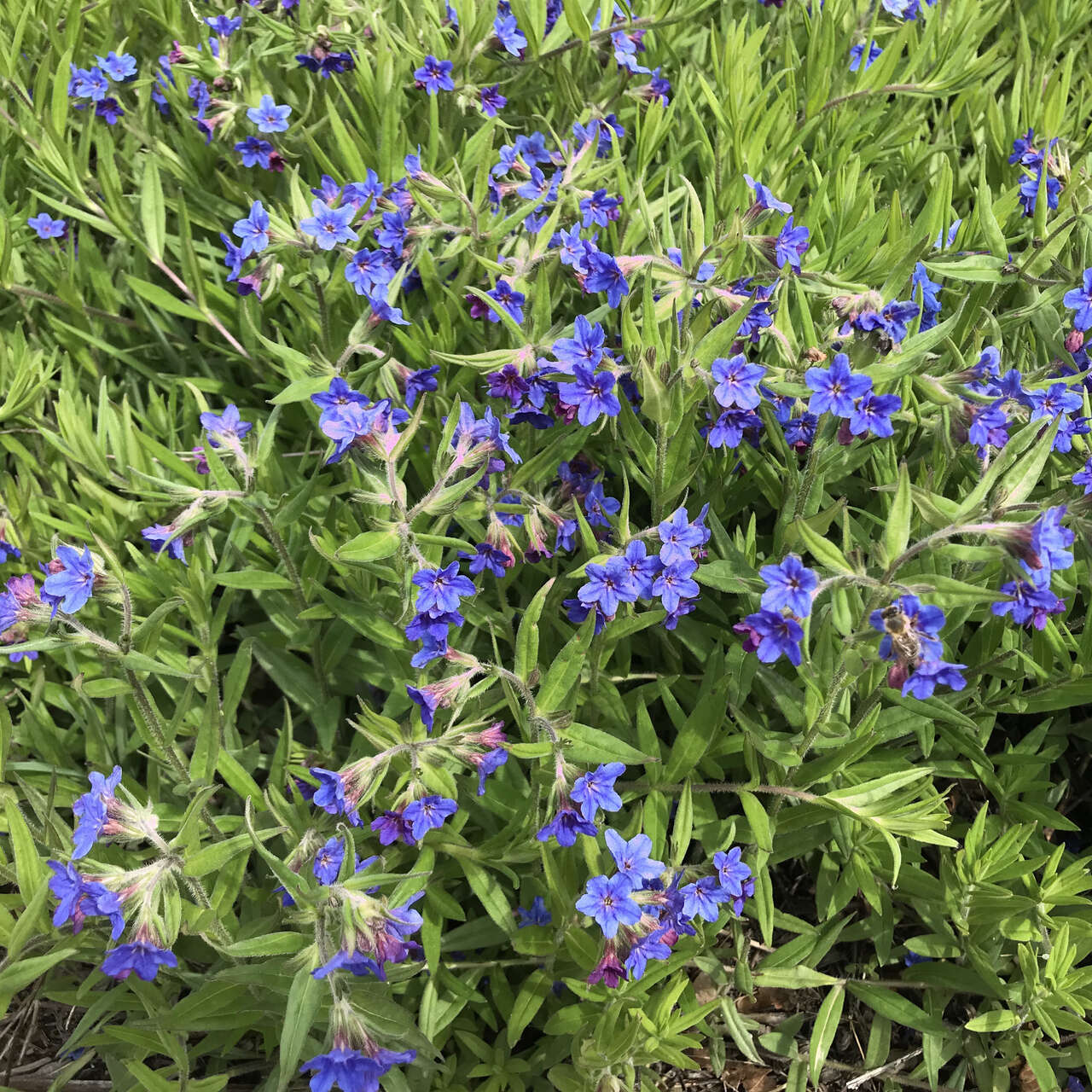 Steinsame (Buglossoides purpurocaerulea) blau kaufen | Praskac