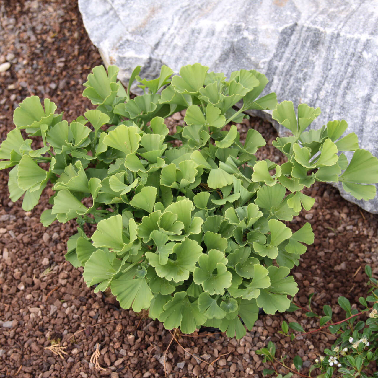 Zwerg-Ginkgo - Ginkgo biloba 'Troll' - grün