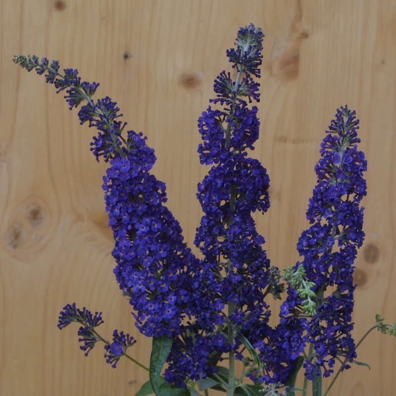 Sommerflieder - Buddleja davidii 'Adonis Blue' - blau