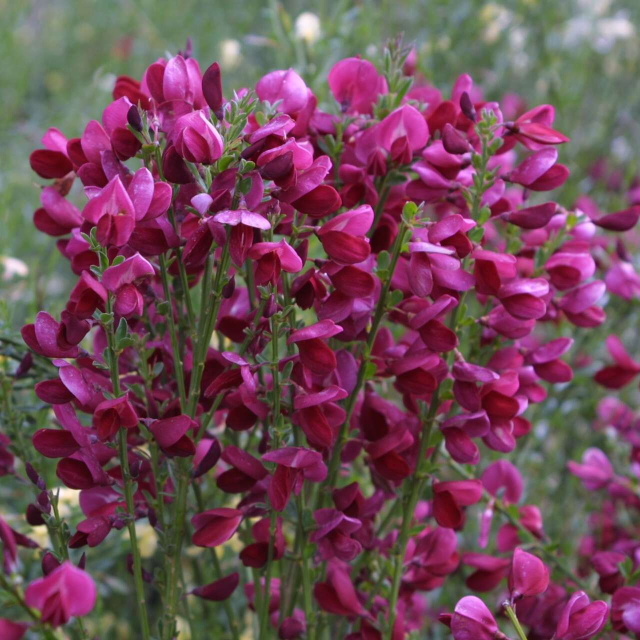 Ginster - Cytisus praecox 'Hollandia' - rot