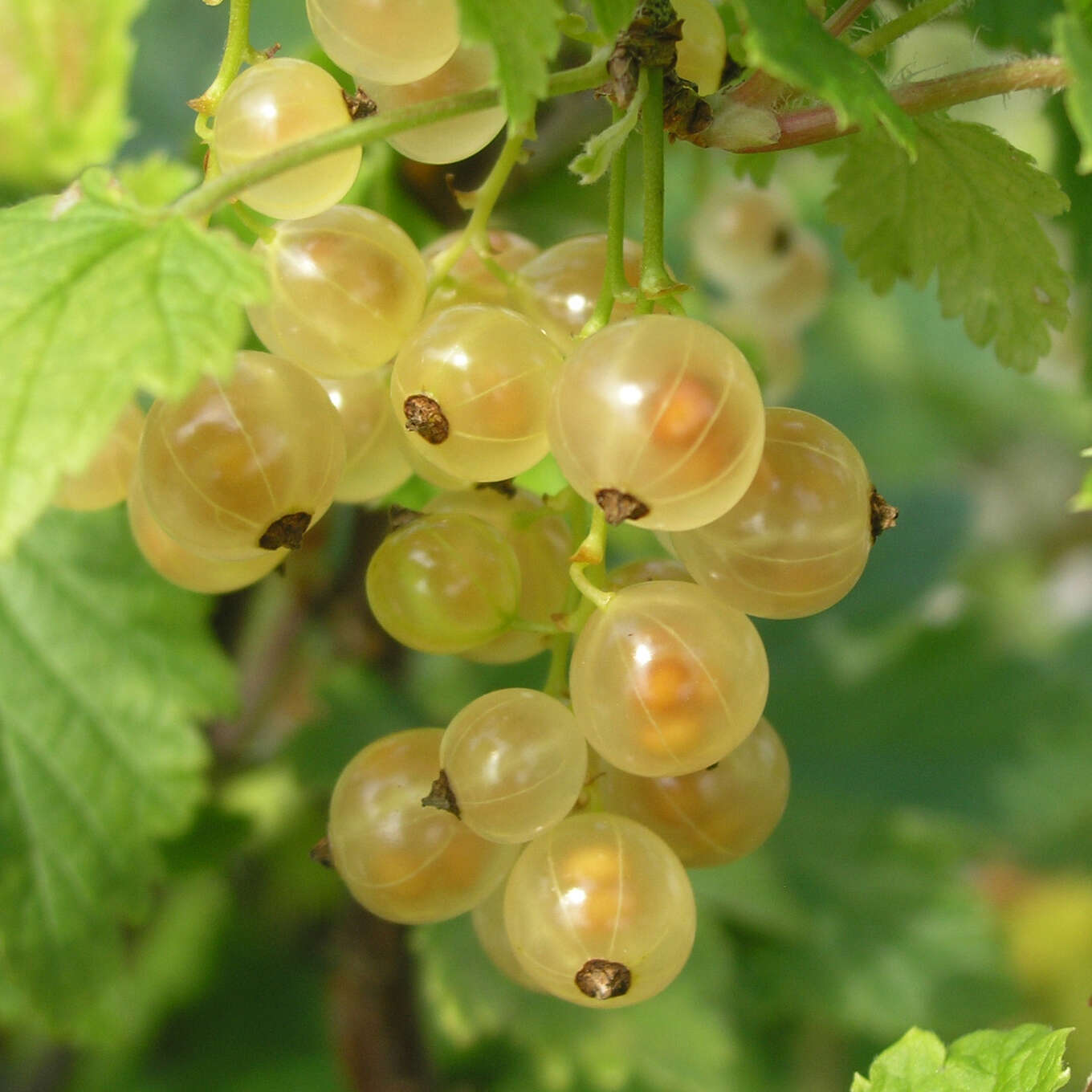 Weiße Ribisel - Ribes sativa 'Weiße Versailler' - weiß