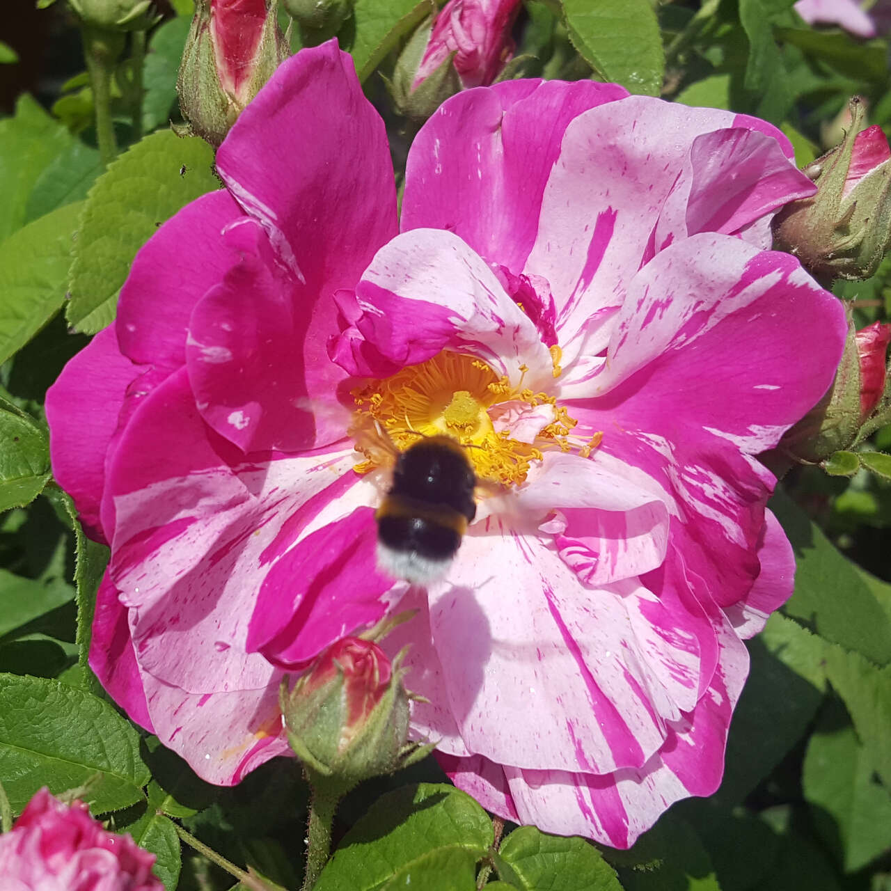 Historische Strauchrose - Rose 'Versicolor' - mehrfärbig