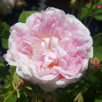 Historische Strauchrose - Rose 'Belle Isis' - rosa