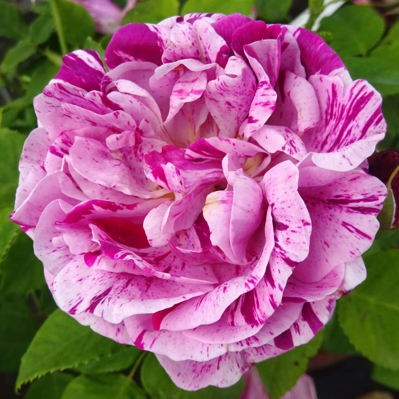 Historische Strauchrose - Rose 'Ferdinand Pichard' - mehrfärbig