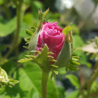 Historische Strauchrose - Rose 'Belle Isis' - rosa
