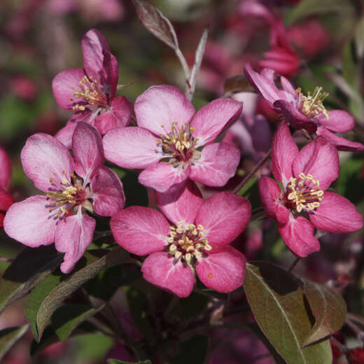 Säulen-Zierapfel - Malus 'Maypole' - rosa