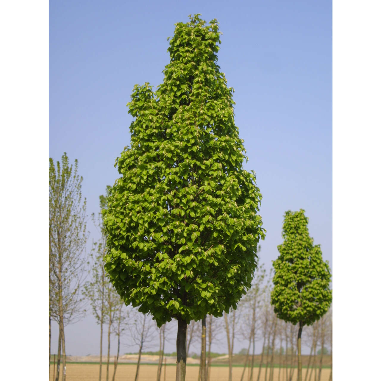 Pyramiden-Hainbuche - Carpinus betulus 'Columnaris' - grün