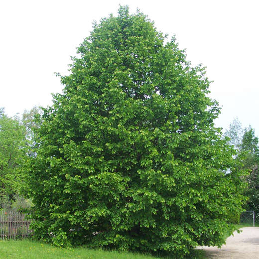 Rotblättrige Baumhasel - Corylus colurna 'Granat' - gelb