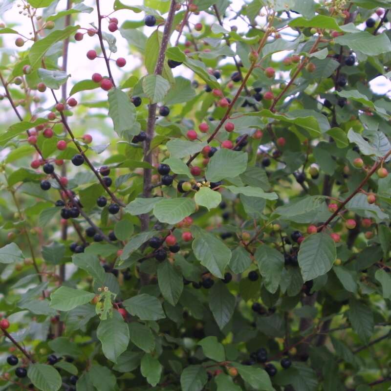 Gemeiner Faulbaum - Frangula alnus - weiß