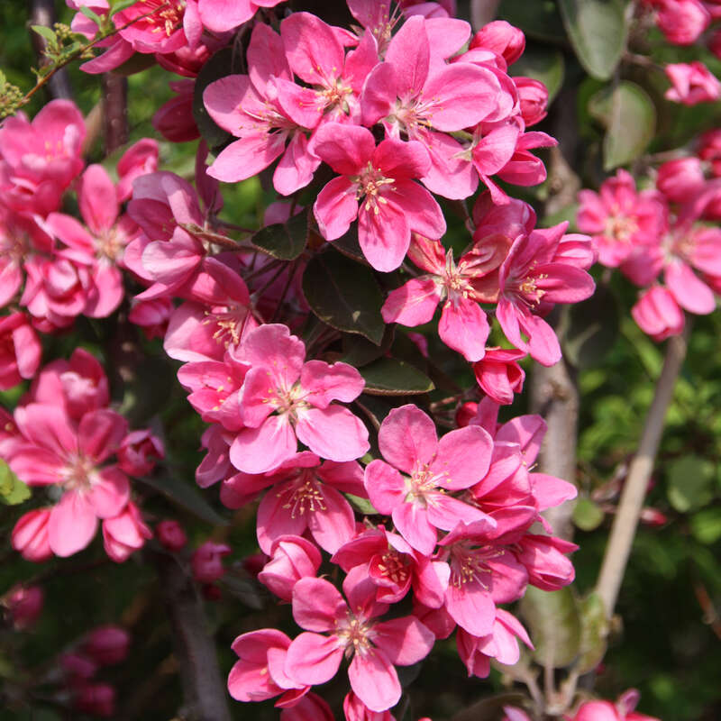Säulen-Zierapfel - Malus 'Maypole' - rosa