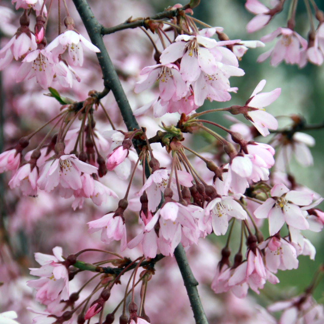 Hängekirsche (Prunus pendula 'Pendula Rubra') rosa kaufen | Praskac