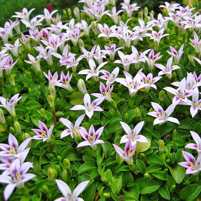 Scheinglockenblume, Rosensternchen (Hypsela reniformis) rosaweiße ...