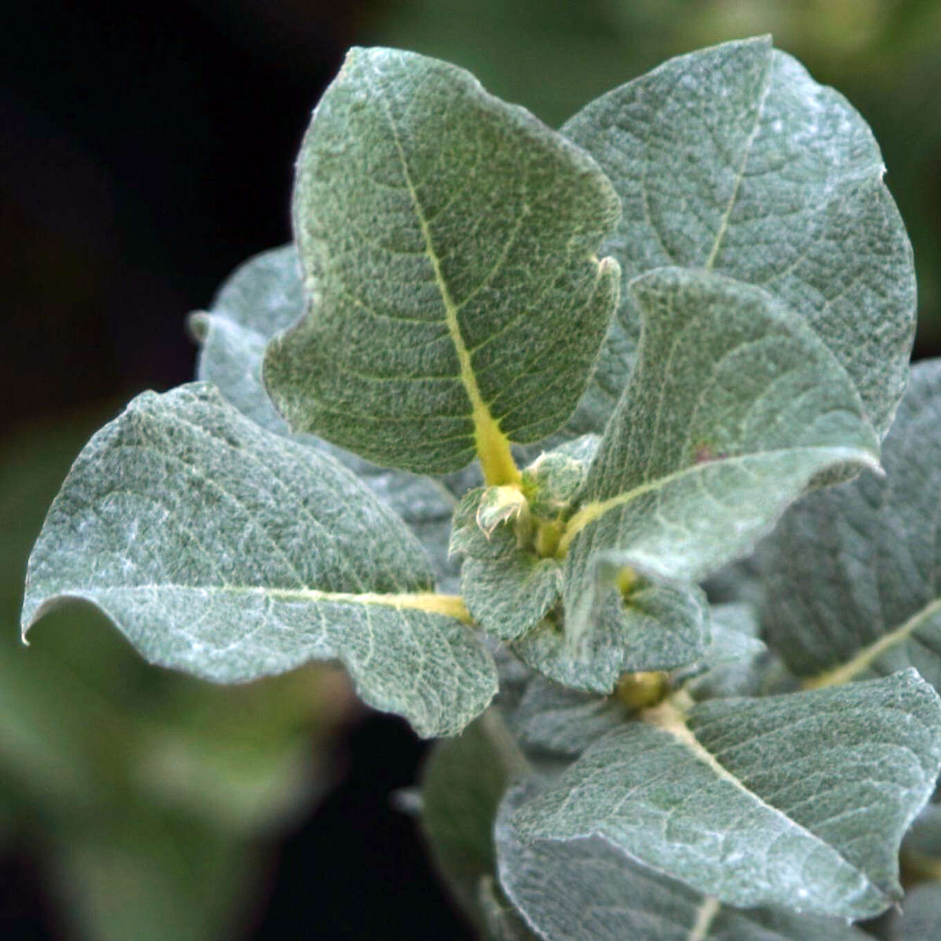 Silber-Zwergweide, Wollweide - Salix lanata - weiß
