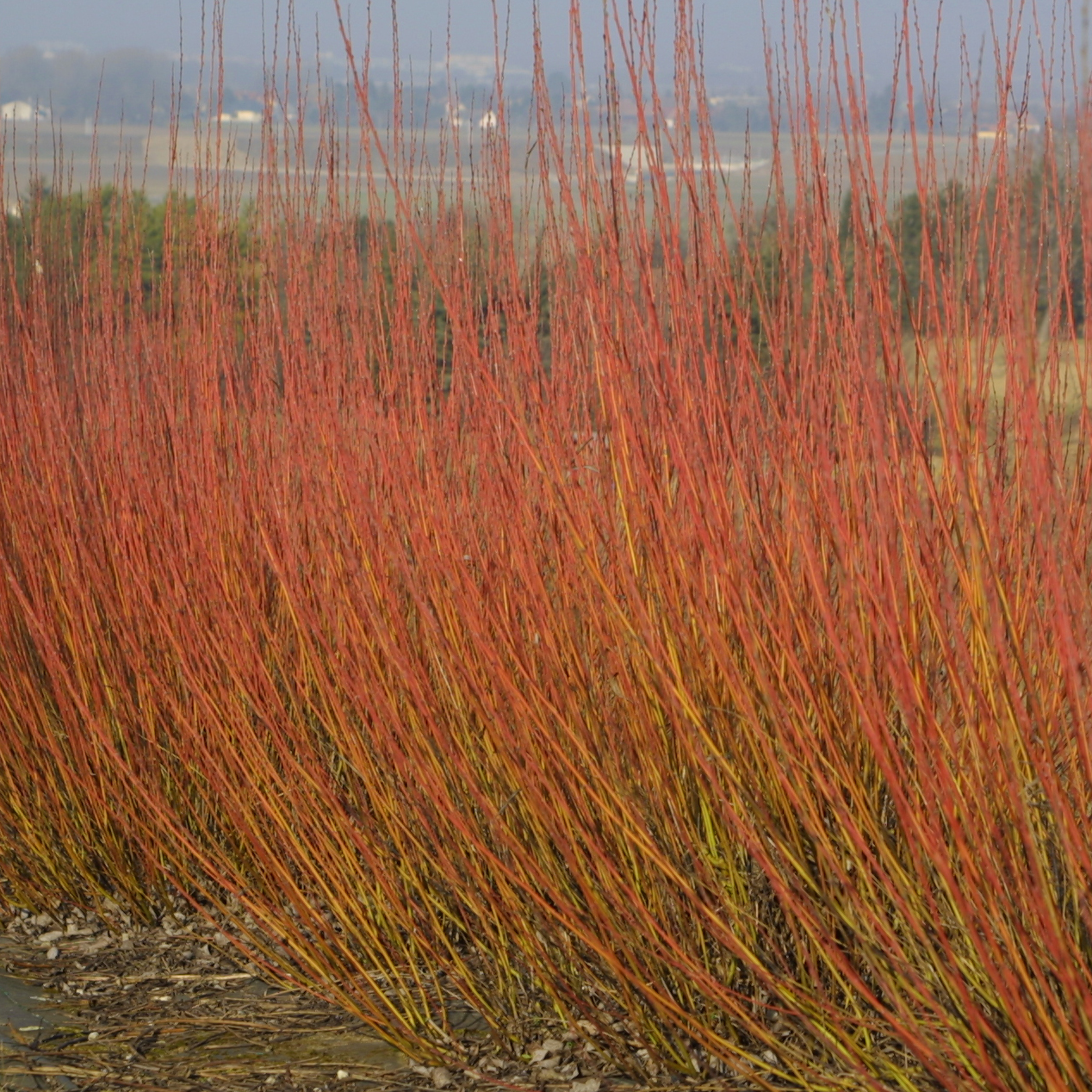 Purpurweide - Salix purpurea - grün