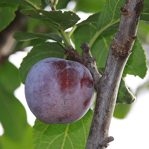 Ringlotte (Prunus domestica 'Graf Althans Ringlotte') weiß kaufen | Praskac