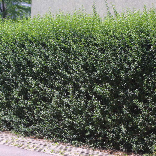 Zwerg-Liguster - Ligustrum vulgare 'Lodense' - weiß