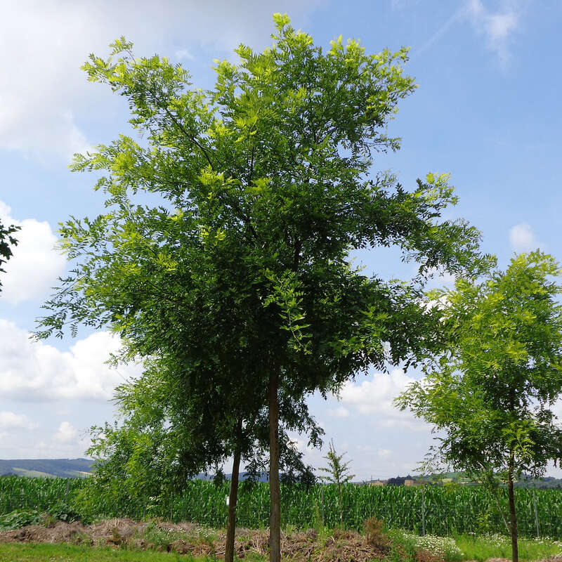Sophora Japonica Regent