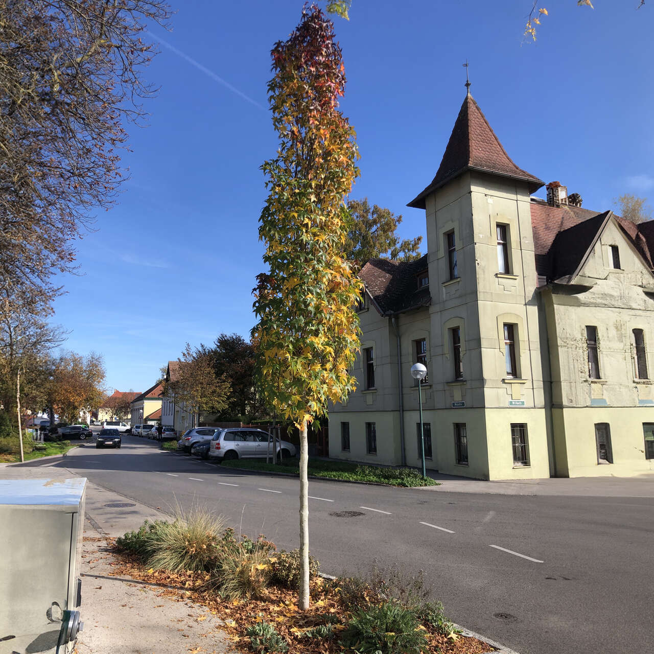 Säulen-Amberbaum - Liquidambar styraciflua 'Slender Silhouette' - grün