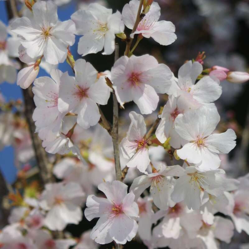Brautkirsche - Prunus incisa 'The Bride' - weiß